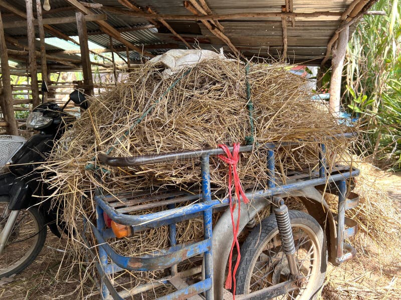Harvesting Grass Dry for Cows Animal. Stock Photo - Image of harvest ...