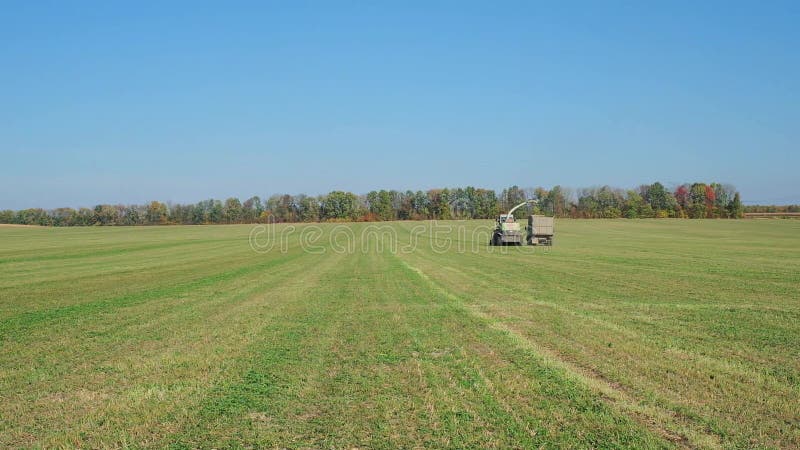 Harvesting Green Fodder in the Field Stock Video - Video of farm ...