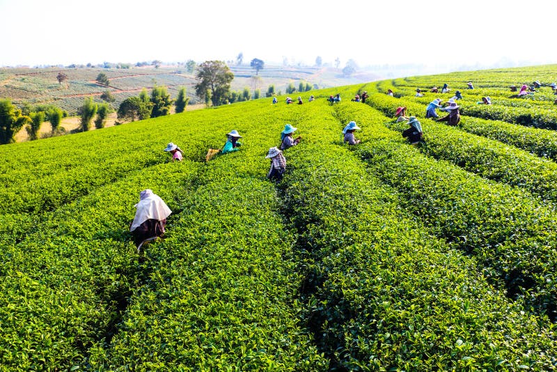 Harvesting green tea stock image. Image of green, harvest - 36597683
