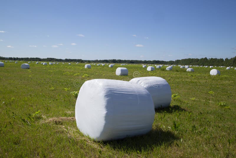 Harvesting Hay for Cattle.Rollers with Hay on the Field Stock Image ...