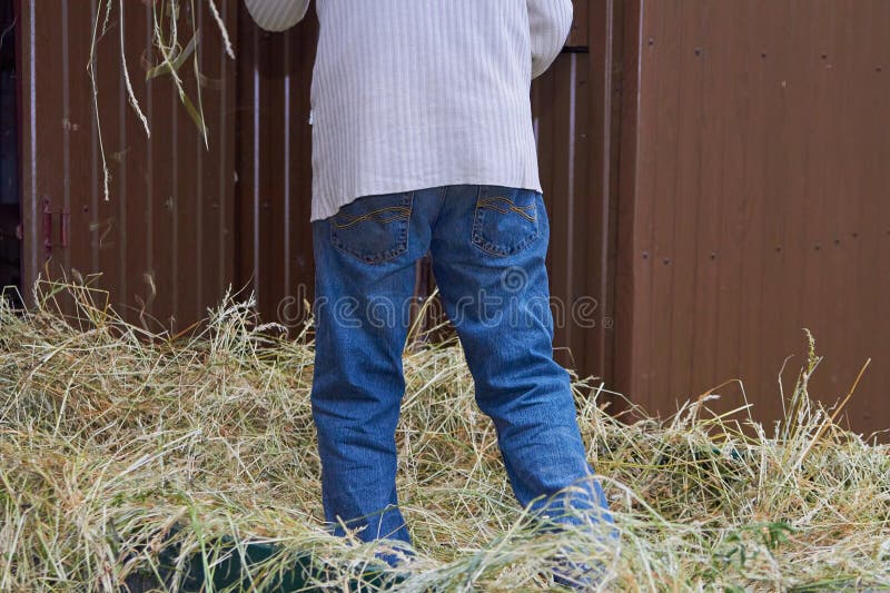 Harvesting Hay,a Man Stands on a Trailer with Hay, Loading Hay on a ...