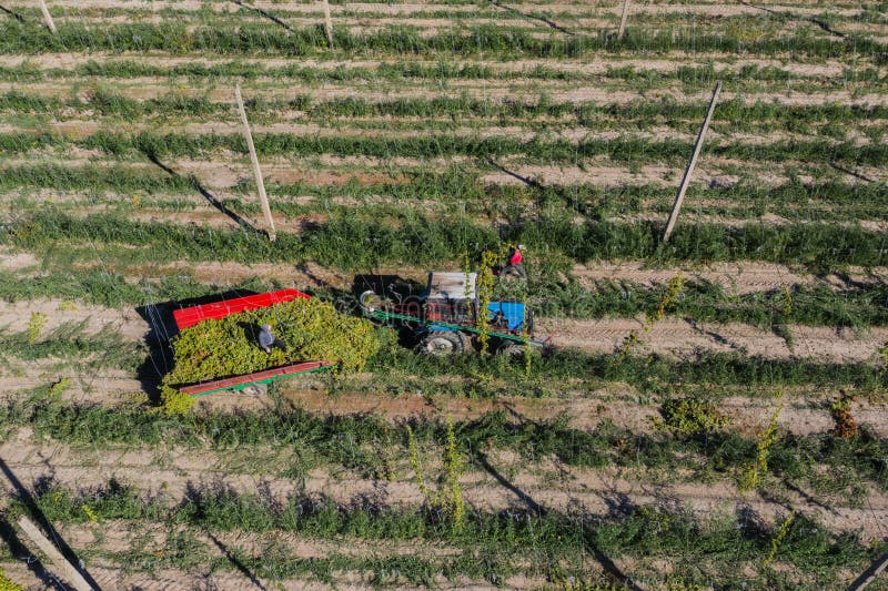 Harvesting on a Hop Field Aerial View Stock Photo - Image of hopper ...