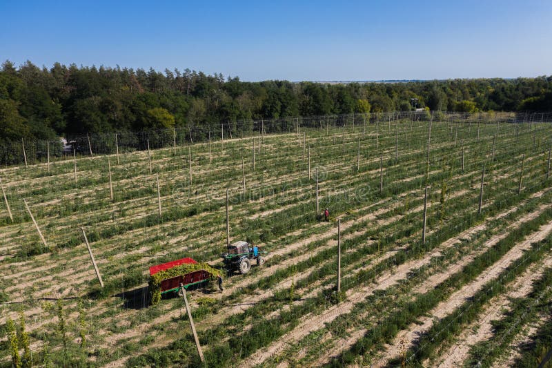 Harvesting Hops in the Field with a Tractor Aerial View. Stock Photo ...