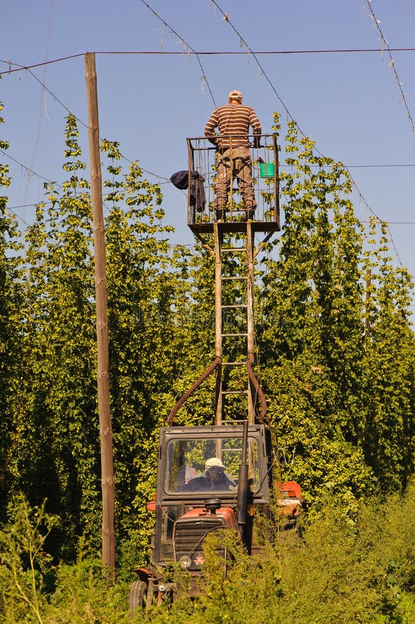 HARVESTING HOPS editorial photography. Image of harvesting - 34082952