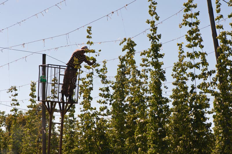 Harvesting hops editorial image. Image of beer, harvest - 34082965