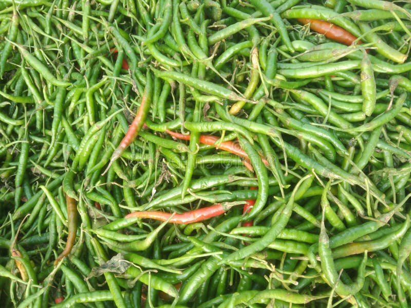 Harvesting of Hot Green and Red Chilli Stock Image - Image of ...