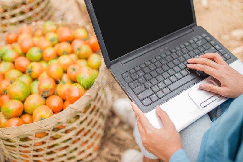 Harvesting Insights: a Farmer Using Laptop in an Orchard Full of Apples ...