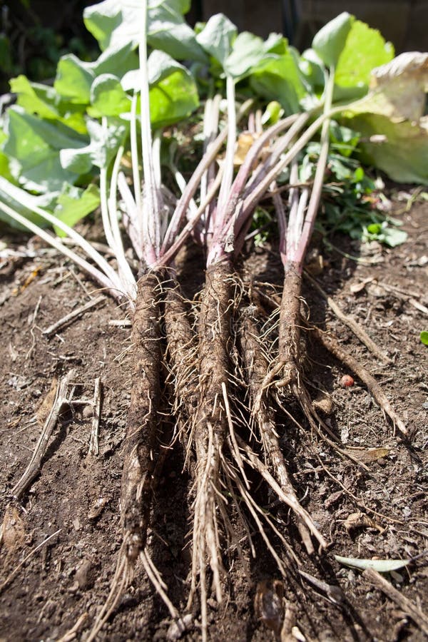 Harvesting Japanese Burdock Root Called Gobou Stock Image - Image of ...