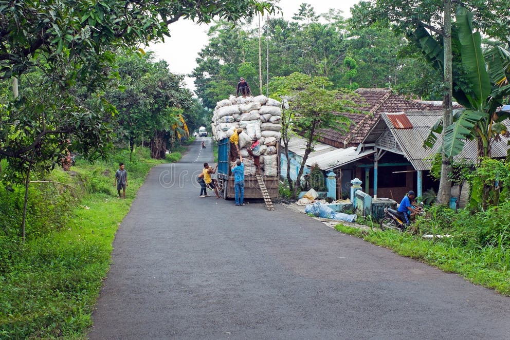 Harvesting Kapok and Loading on a Truck in Java Indonesia Editorial ...