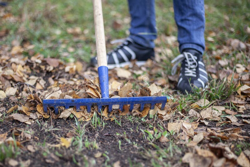 Harvesting Leaves with a Rake. Garden Tools. Stock Photo - Image of ...