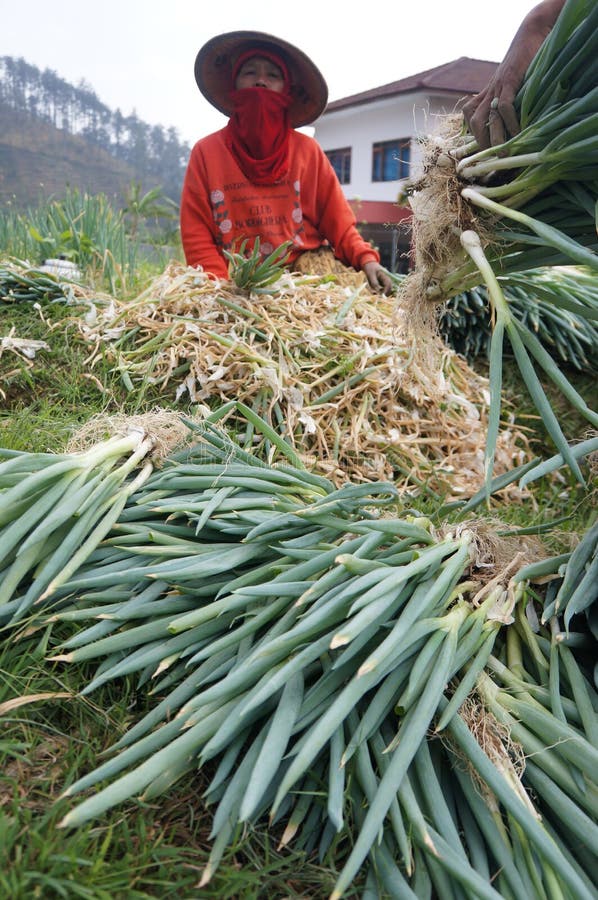 Harvesting leeks editorial photography. Image of agave - 61402092
