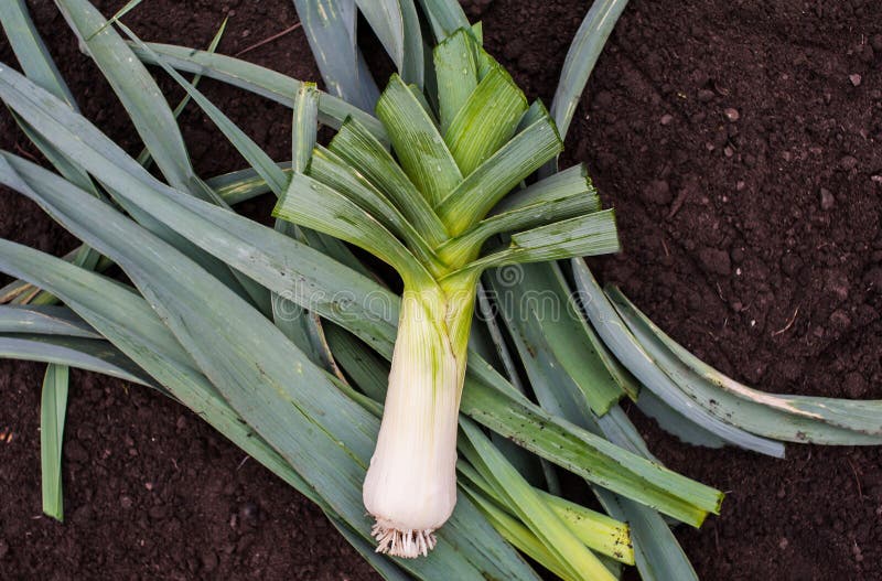 Harvesting Leeks. a Large Ripe Leek is Lying on the Ground Stock Image ...