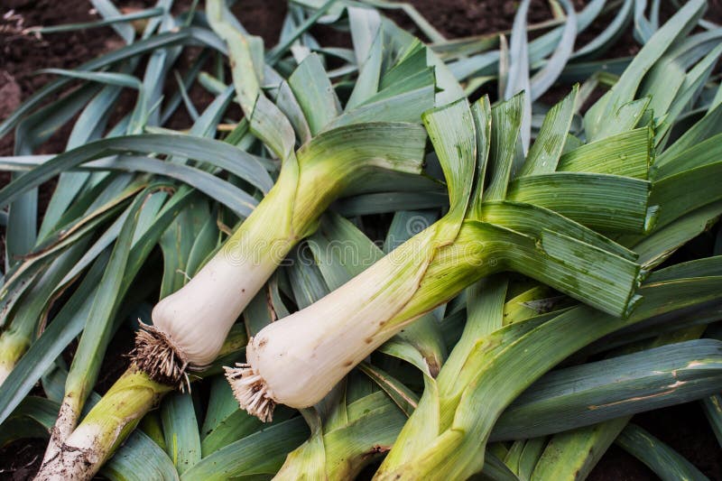Harvesting Leeks. Lots of Large Ripe Leeks are Lying on the Ground ...