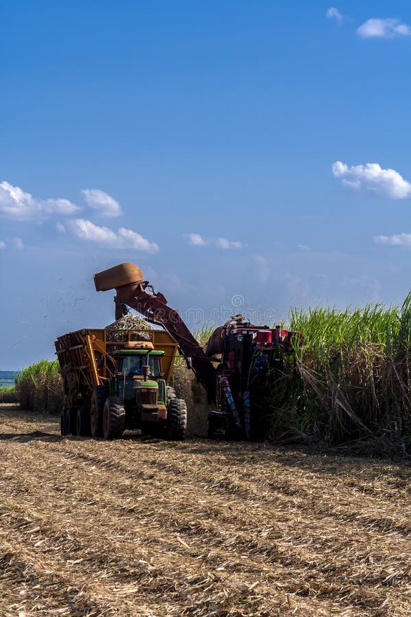 Harvesting Machine Working in Sugar Cane Field Stock Photo - Image of ...