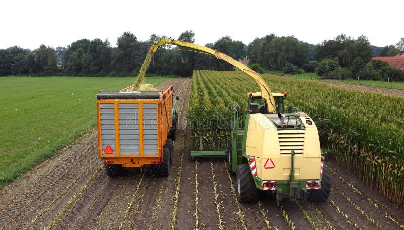 Harvesting a maize field stock photo. Image of machine - 195813466