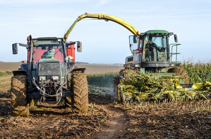 Team Corn Harvest in the Fields in Autumn Stock Image - Image of ...