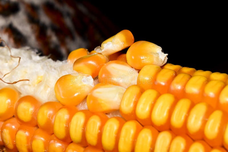 Maize and maize seeds stock photo. Image of farm, garden - 246351404