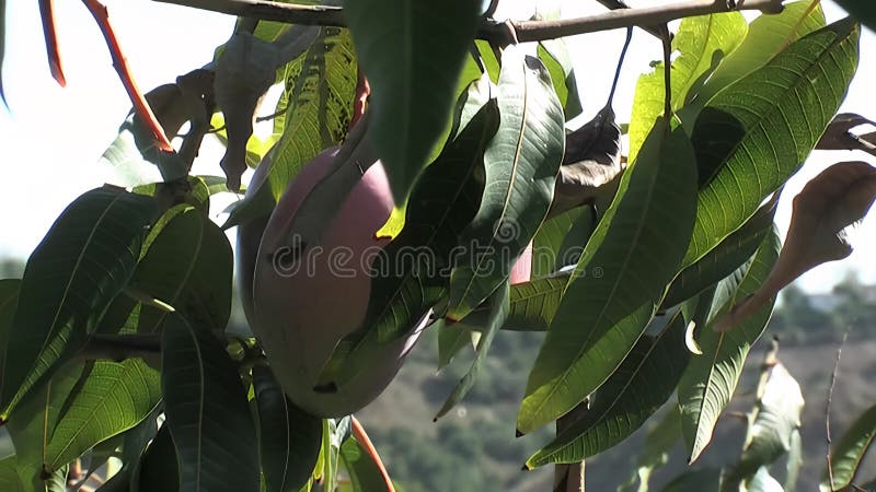 Picking mangoes of a tree stock video. Video of plantation - 297009947