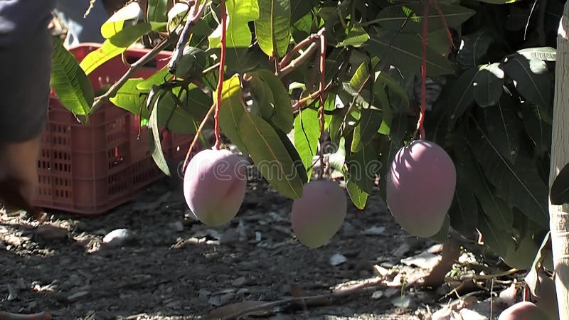Harvesting Mango in a Mango Tree Stock Video - Video of mangoes, health ...