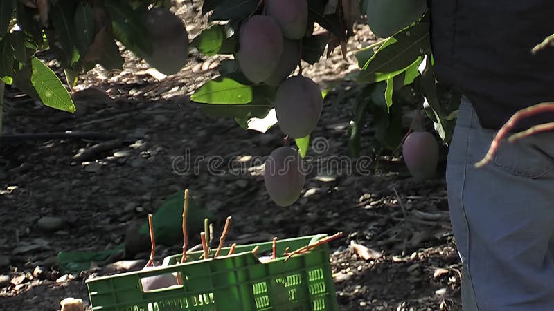 Harvesting Mangoes of Mango Tree in Harvest Stock Footage - Video of ...