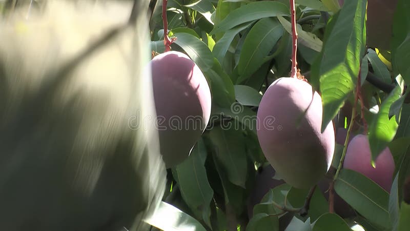 Harvesting Mangoes in a Mango Tree Stock Footage - Video of agriculture ...