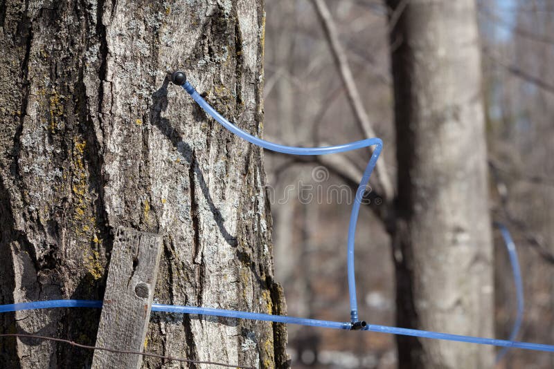 Harvesting maple syrup stock image. Image of outdoors - 19148993