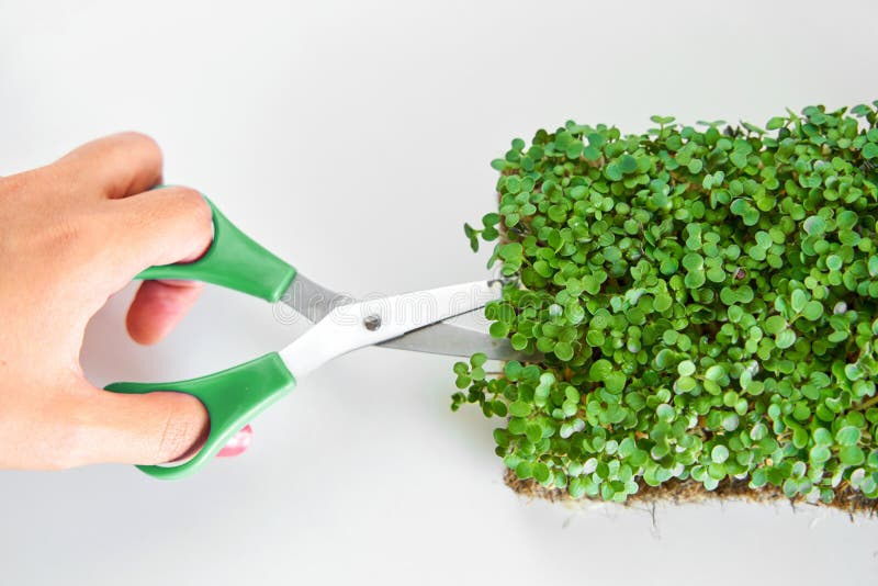 Harvesting Microgreens. Person Cutting Plant with Scissors Stock Photo ...
