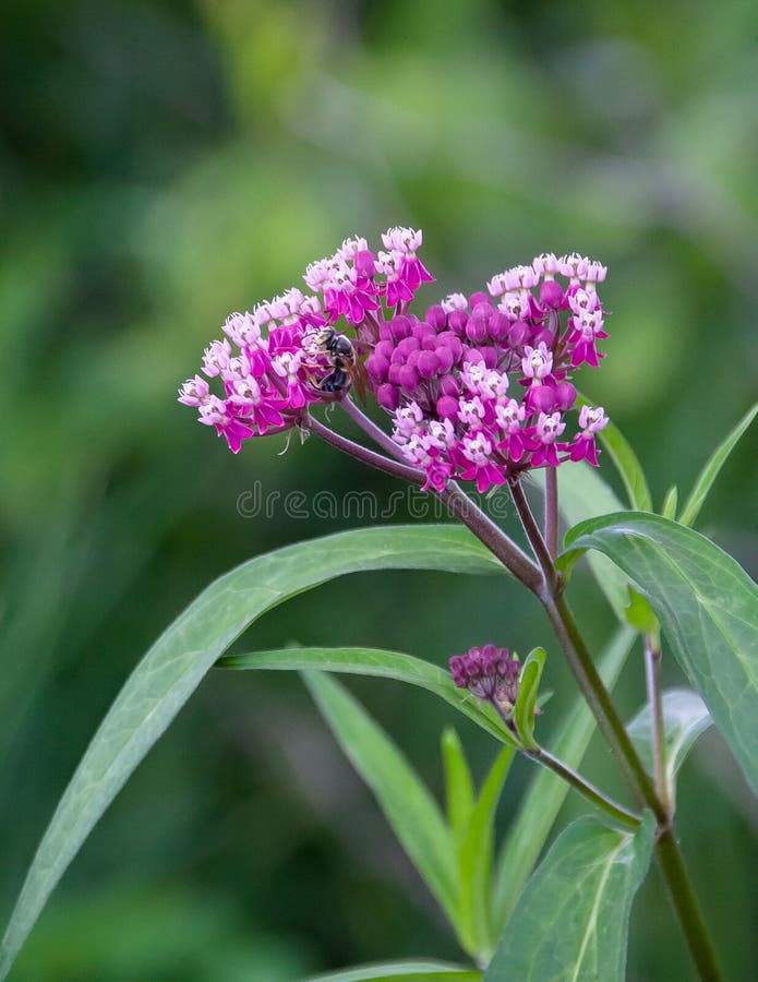 Harvesting the milkweed stock photo. Image of plant, flower - 55157808