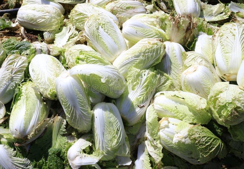 Harvesting napa cabbage stock photo. Image of garden - 71391656