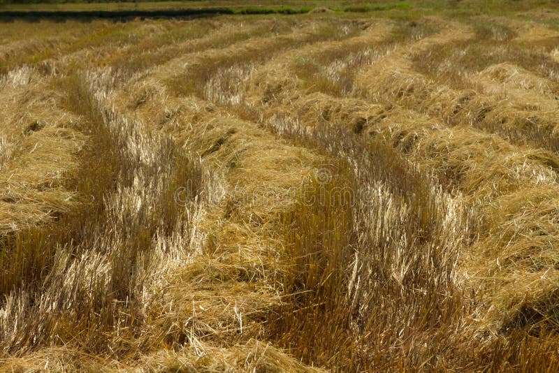 Harvesting stock photo. Image of thresh, crops, texture - 36576508
