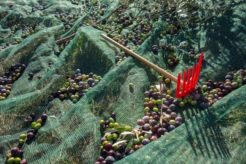 Harvesting olives stock photo. Image of rake, olive, season - 75492720