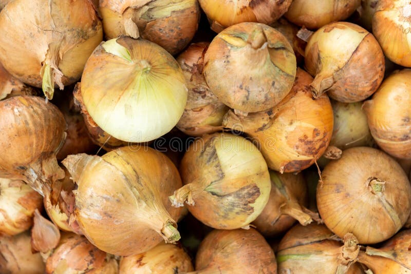 Harvesting Onions in Plastic Boxes Stock Photo - Image of outdoor ...