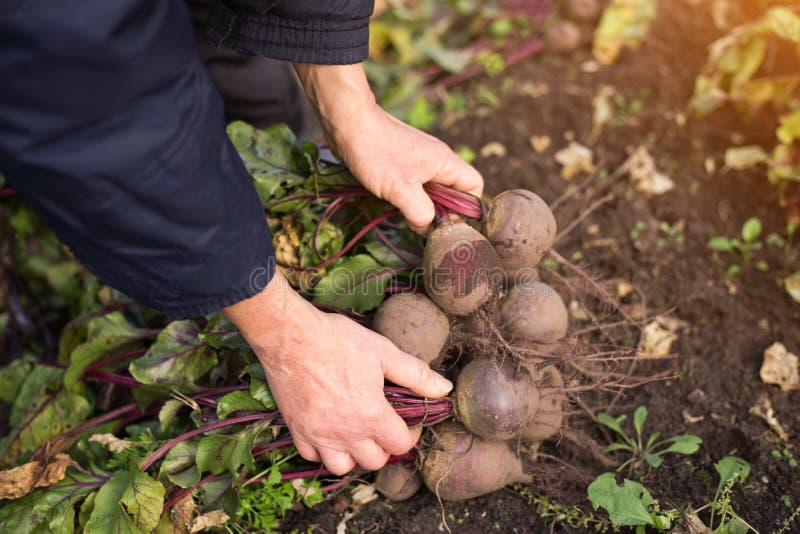 Harvesting Organic Vegetables. Beetroot in Farmer Hands Stock Photo ...