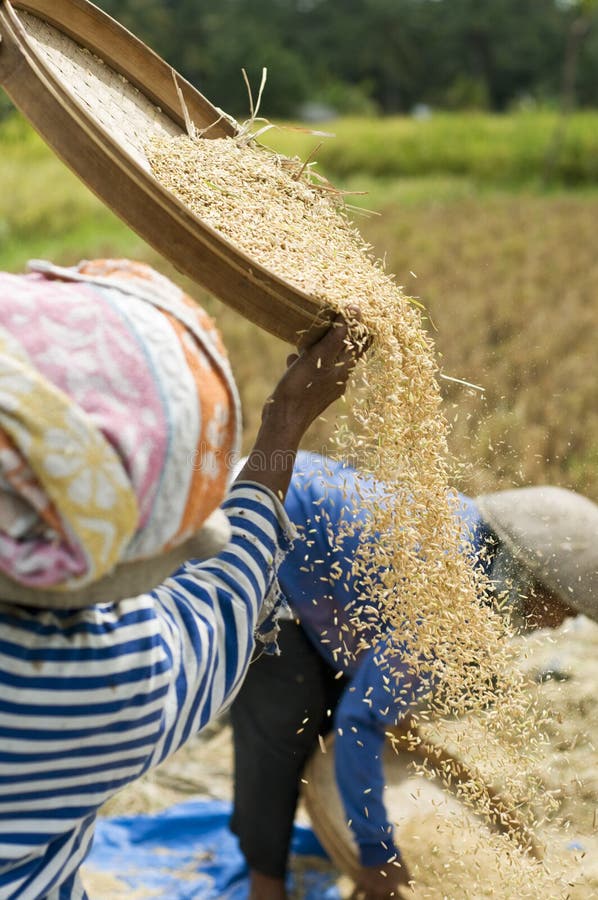 Harvesting paddy fields stock photo. Image of agriculture - 5054106