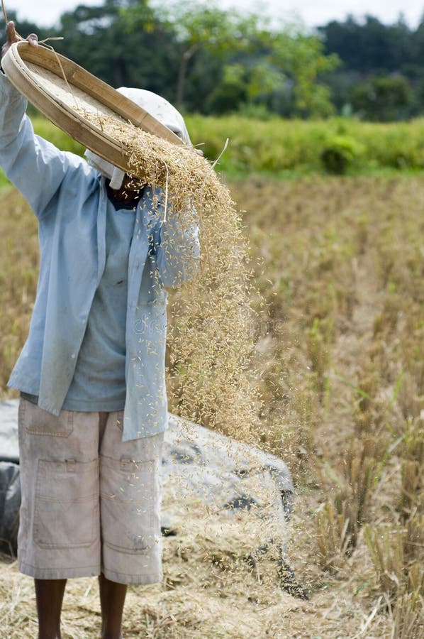 Harvesting paddy fields stock image. Image of farmer, hats - 5634635