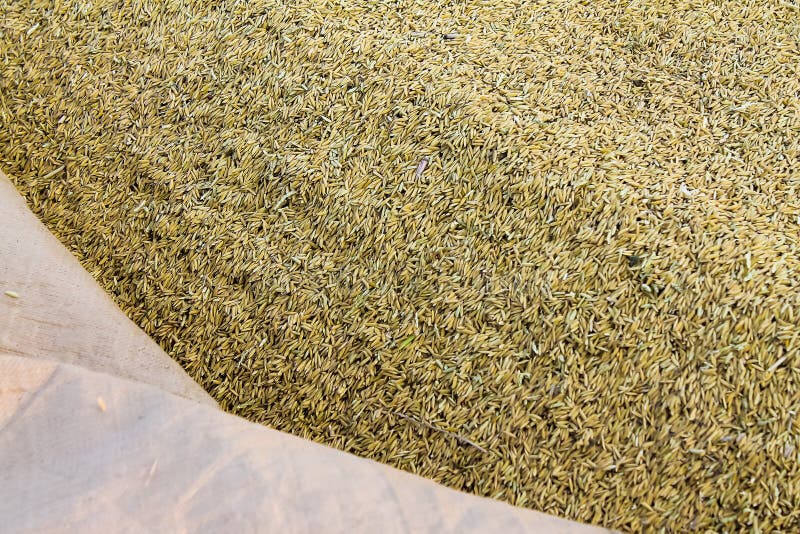 Paddy Drying Process Stock Photos - Free & Royalty-Free Stock Photos ...