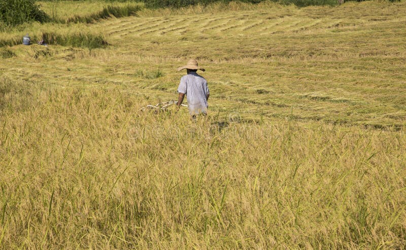 Harvesting paddy fields stock photo. Image of agriculture - 5054106