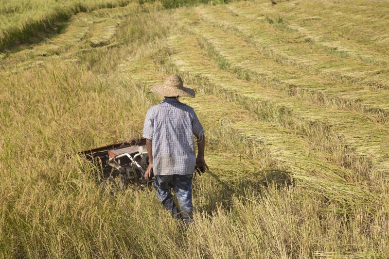 Harvesting paddy rice stock photo. Image of asia, festival - 59434166