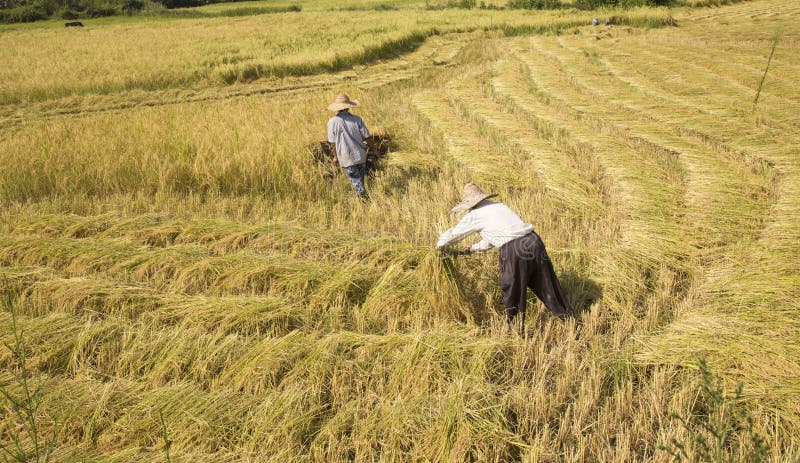 Harvesting paddy rice stock photo. Image of cereal, equipment - 59418134