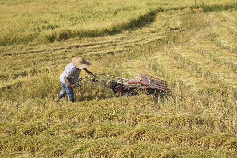 Harvesting paddy rice stock photo. Image of field, paddy - 60664462