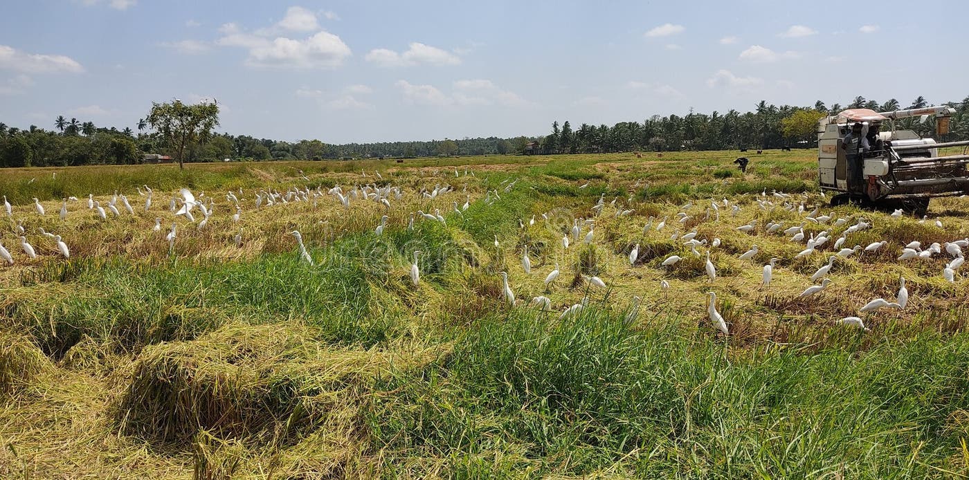 1,258 Harvesting Paddy Machine Stock Photos - Free & Royalty-Free Stock ...
