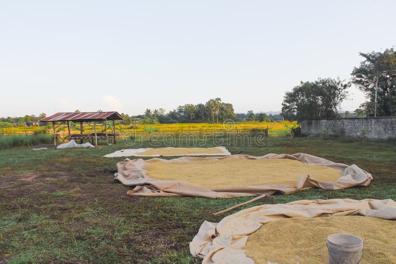 Paddy Drying Process Stock Photos - Free & Royalty-Free Stock Photos ...