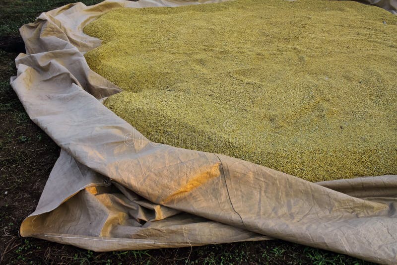 Paddy Drying Process Stock Photos - Free & Royalty-Free Stock Photos ...