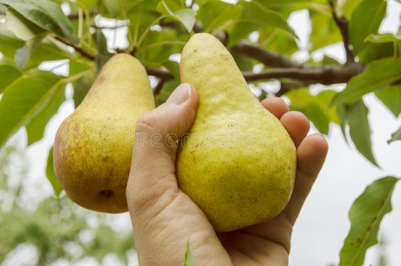 Harvesting pear in hand stock photo. Image of harvesting - 47353652