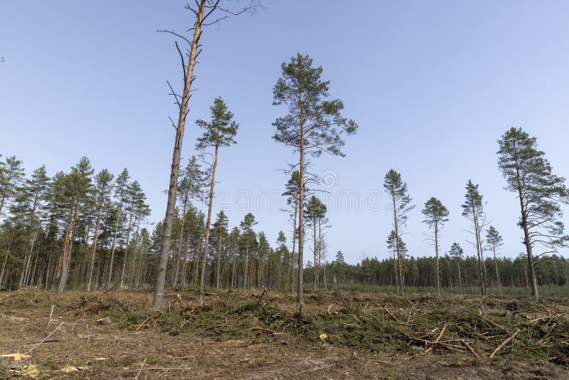 Harvesting of Pine Wood in the Forest Stock Image - Image of vegetation ...