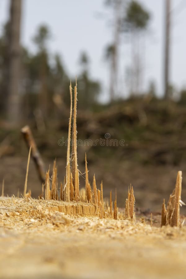 Harvesting of Pine Wood in the Forest Stock Photo - Image of natural ...