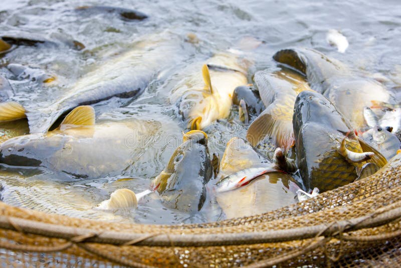 Harvesting pond stock photo. Image of fish, harvesting - 15642154