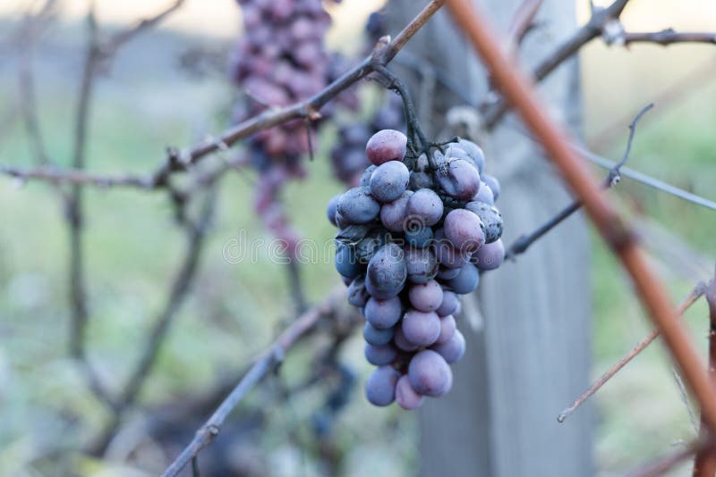 Harvesting Poor Quality Blue Grapes in Vineyards Stock Image - Image of ...