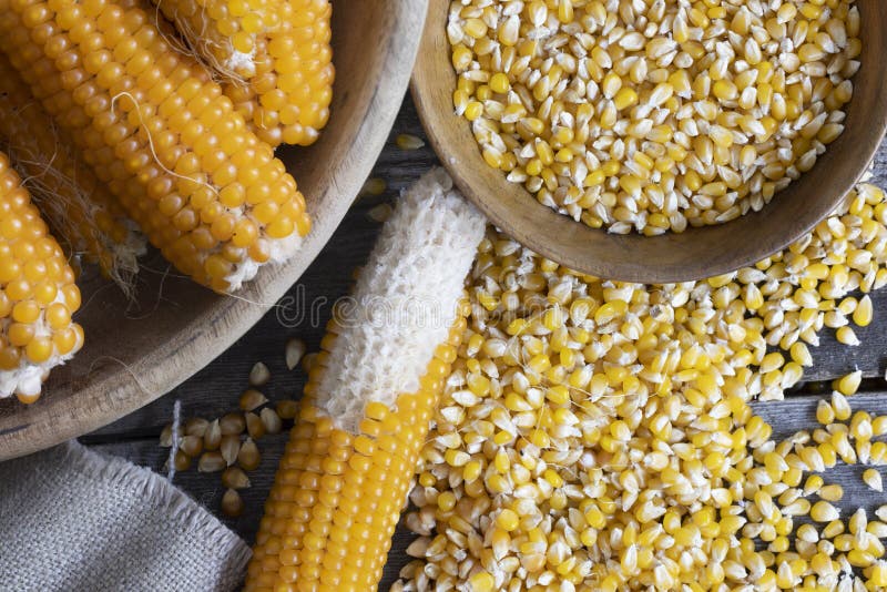Harvesting Popcorn Kernels stock image. Image of maize - 255684515