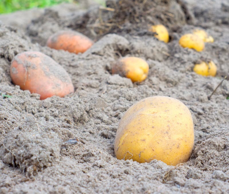 Harvesting potatoes stock image. Image of landscaped - 26796447